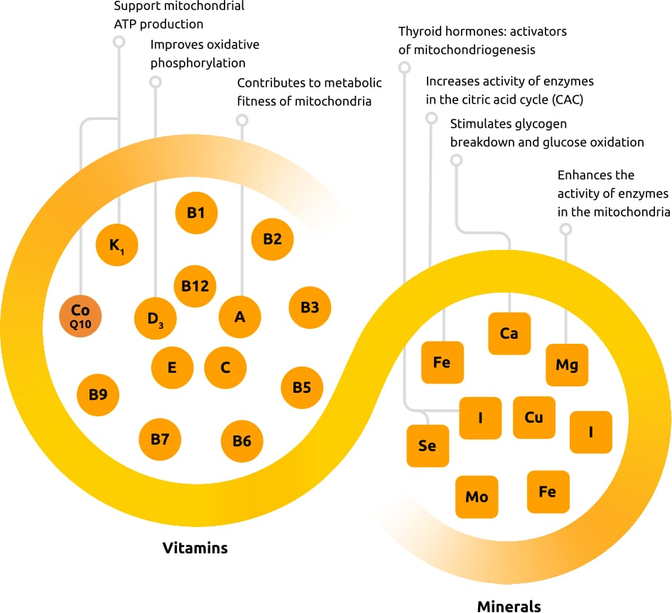 The importance of vitamins and minerals and the role of Supradyn