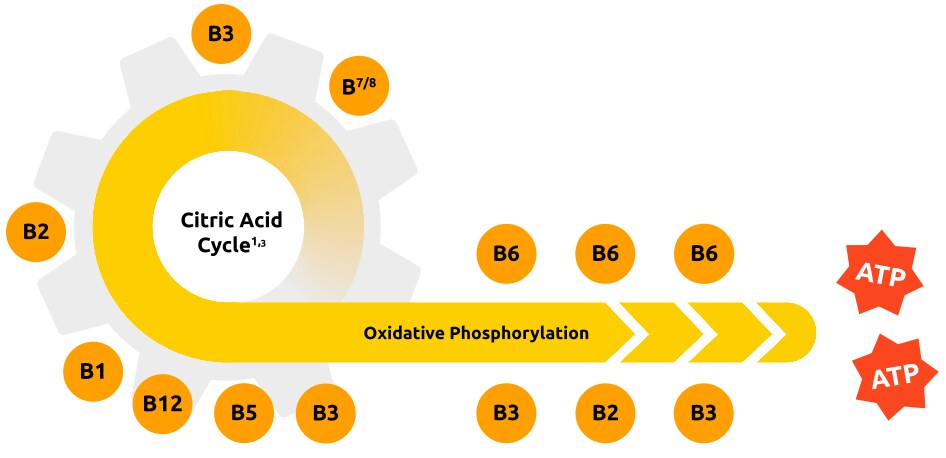 Basic roles of vitamins & minerals in middle and old age